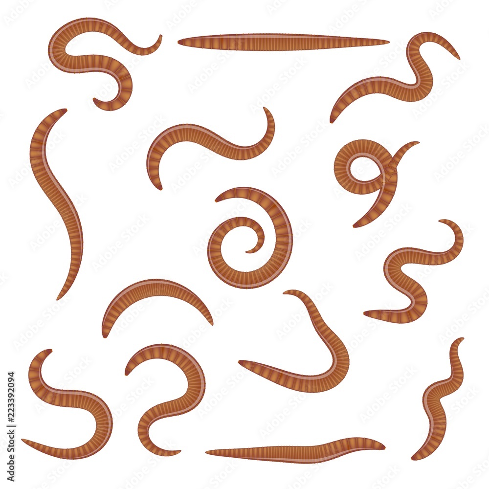 Set of earthworms in different positions on a white background ...