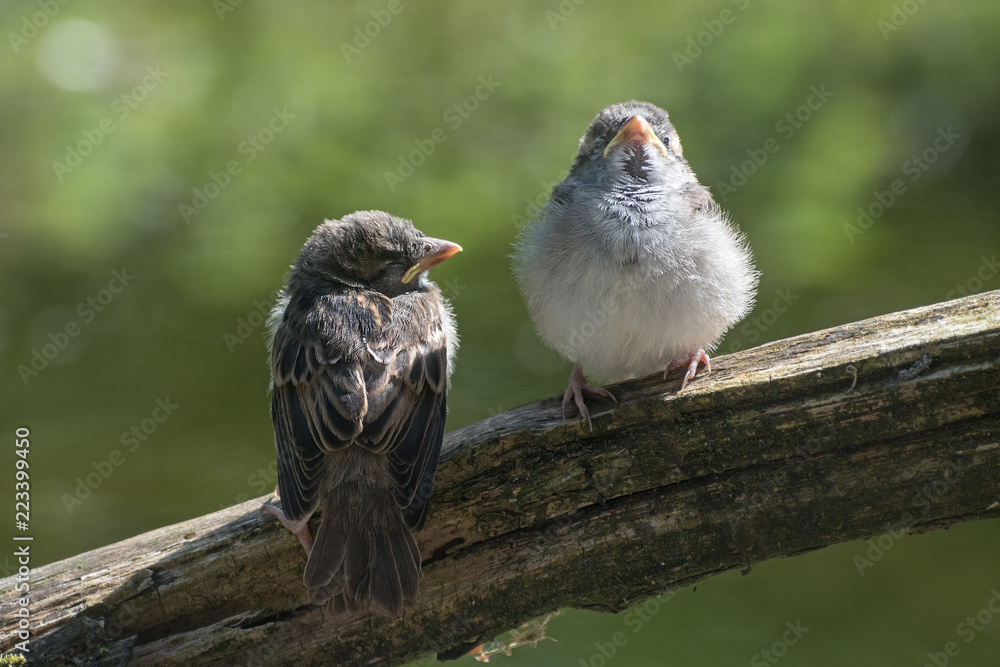Young House Sparrow