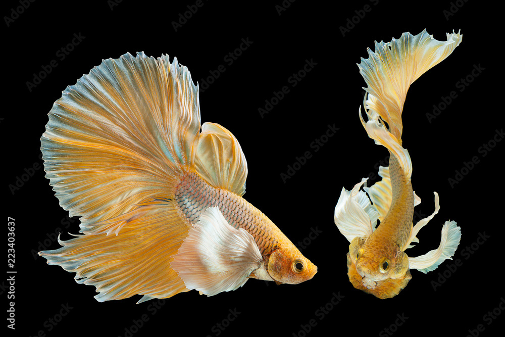 Betta Siamese fighting fish, Betta splendens , popular aquarium fish ...