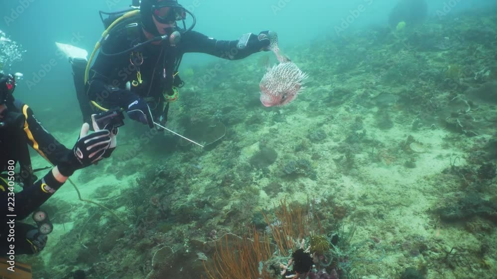 Scuba divers explores underwater coral reef and watching the fish.Scuba ...