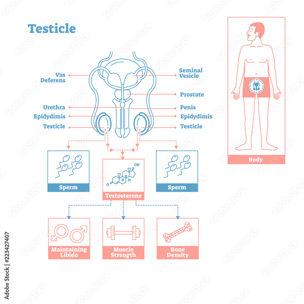 Testicle - part of Endocrine System. Medical science vector ...
