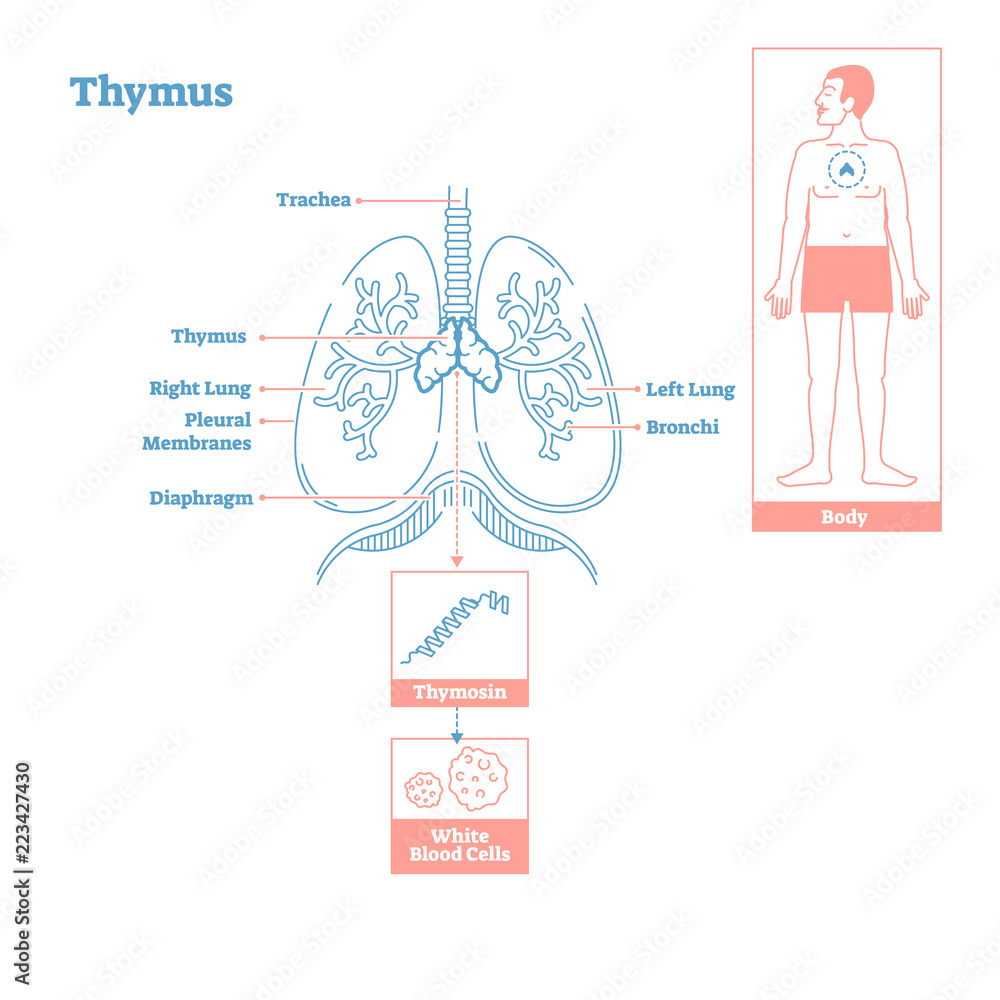 Thymus gland of Endocrine System. Medical science vector illustration ...