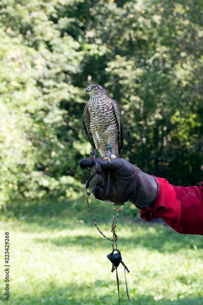 Falcon sits on a hand in a special leather glove against a background ...