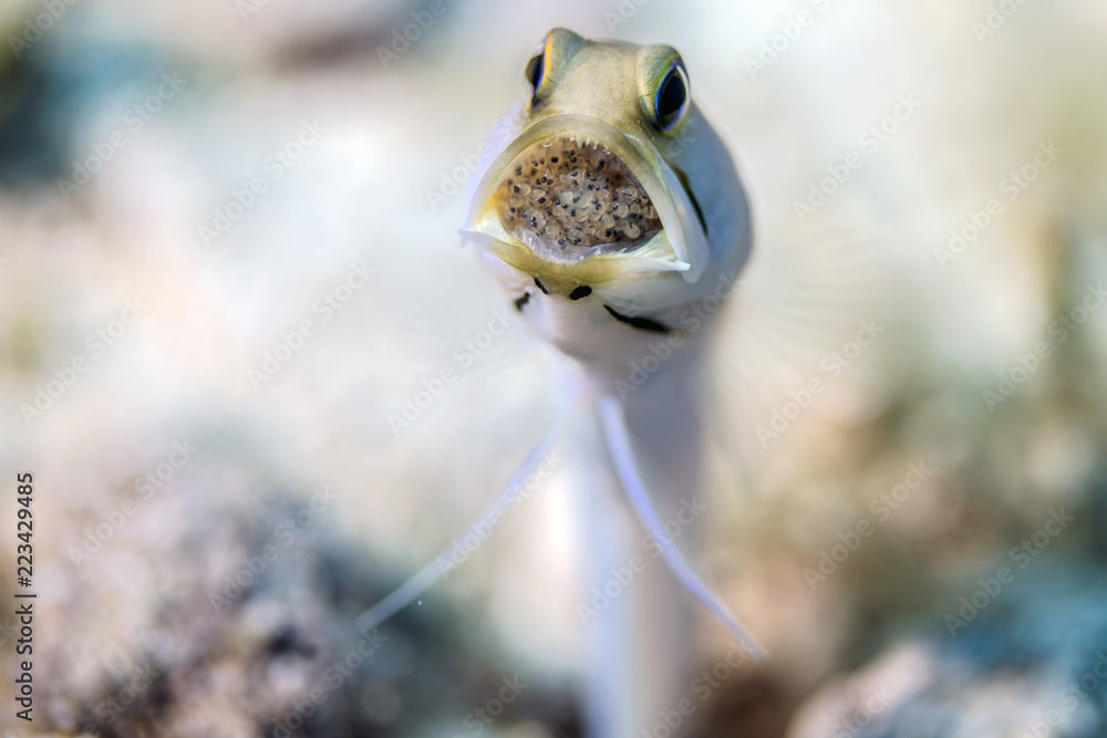 Fish With Eggs In Mouth