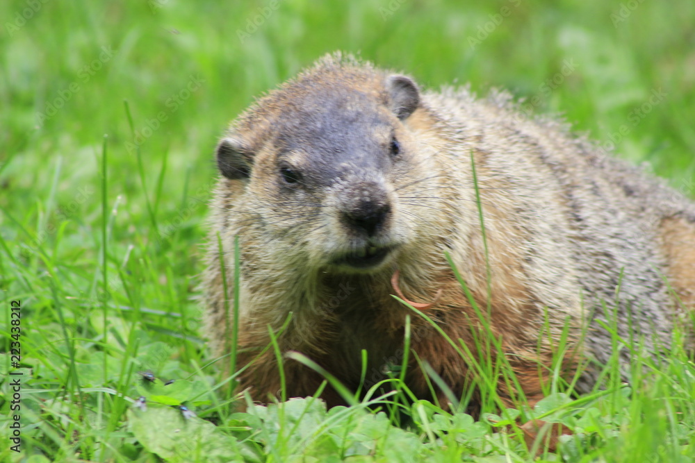 The Ground Hog. The ground hog is an early indicator of Springtime ...