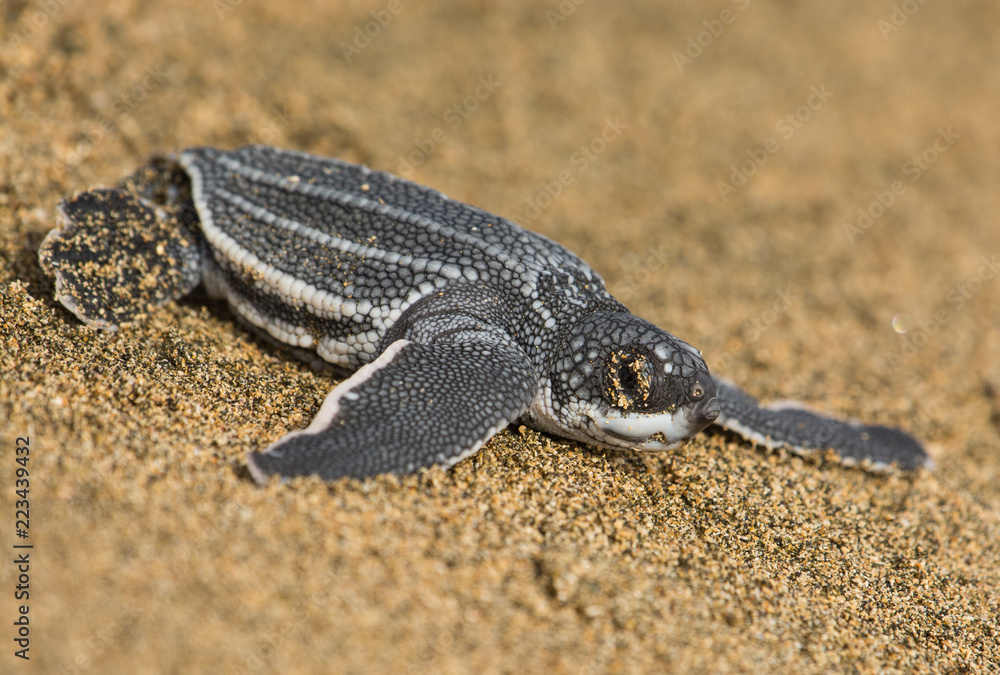 Baby Leatherback Sea Turtle Stock Photo | Adobe Stock