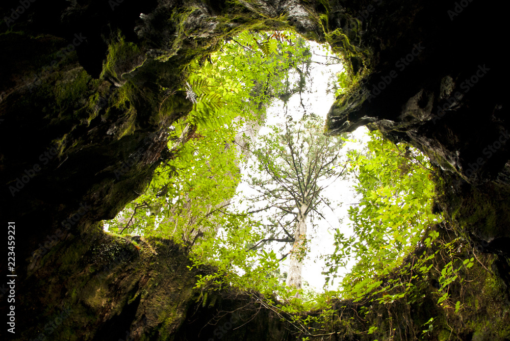 ウィルソン株 Stump of the huge tree in Yakushima, Japan. This stump is called ...