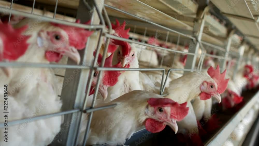 Poultry farm for breeding chickens and eggs, chickens pecking feed ...