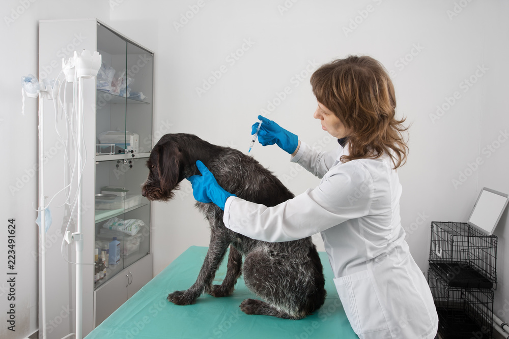 vet giving an injection to dog Stock Photo | Adobe Stock