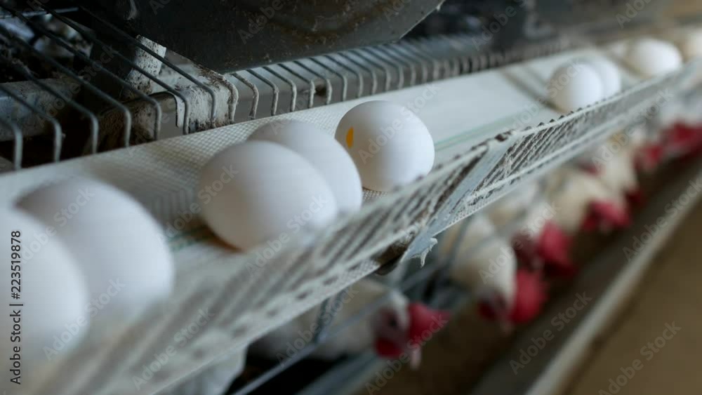 Poultry farm for breeding chickens, chicken eggs go through the ...