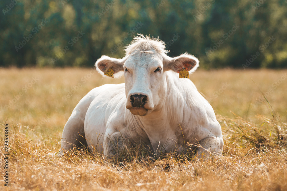 Grass fed Belgian Blue cow (Race de la Moyenne et Haute Belgique) is ...