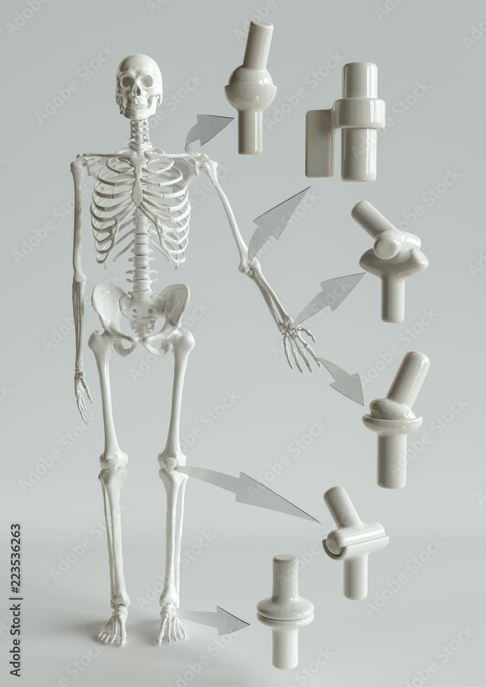 Joint types on the human skeleton - 3D Rendering Stock Illustration ...
