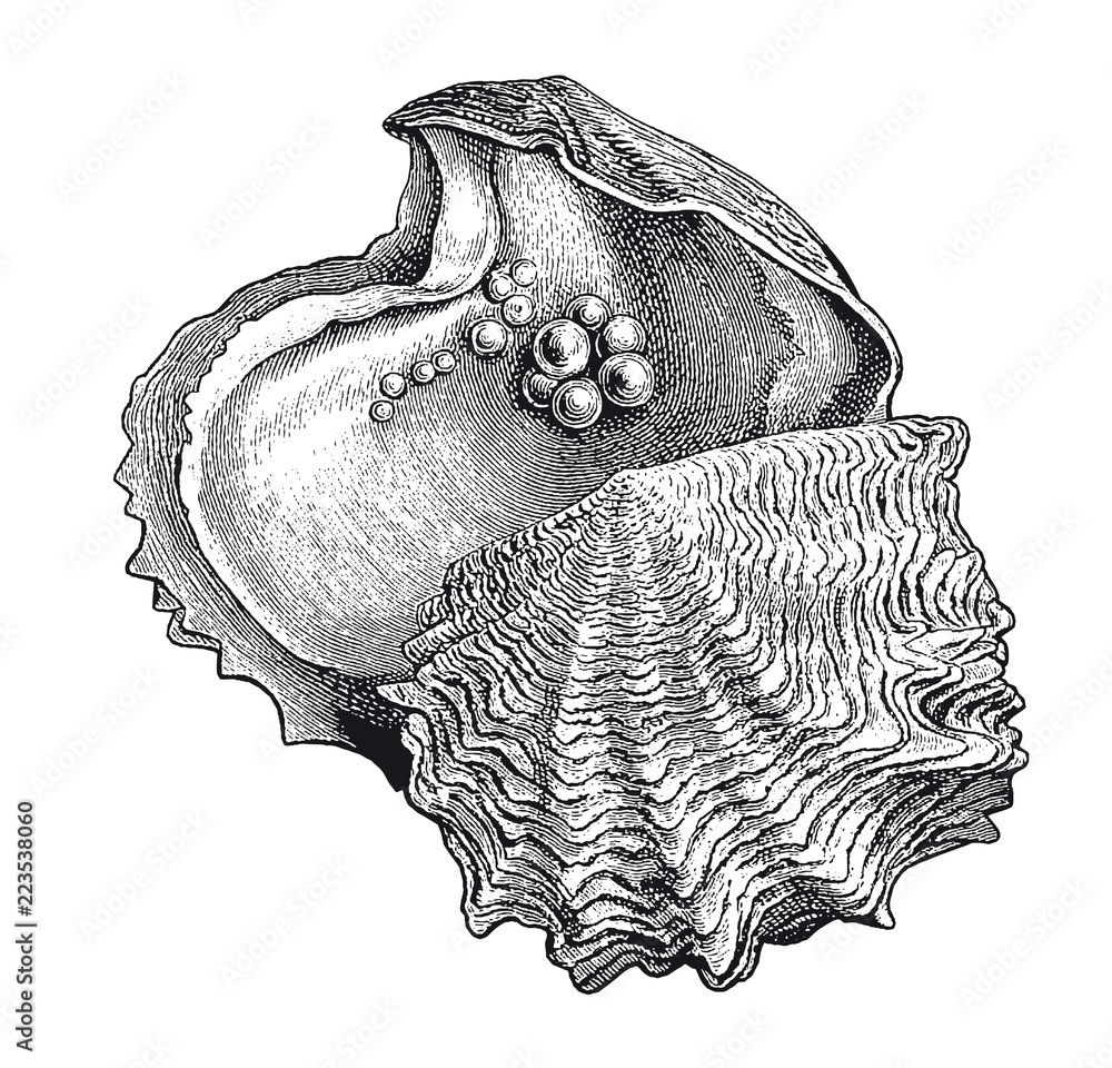 Vector High Detail Oyster Pearl Engraving Stock Vector | Adobe Stock