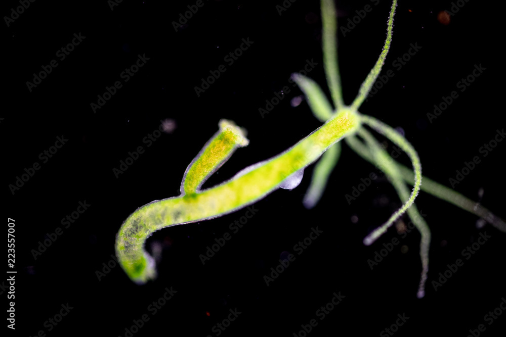 Foto de Hydra is a genus of small, fresh-water animals of the phylum ...