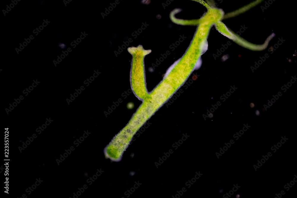 Hydra is a genus of small, fresh-water animals of the phylum Cnidaria ...