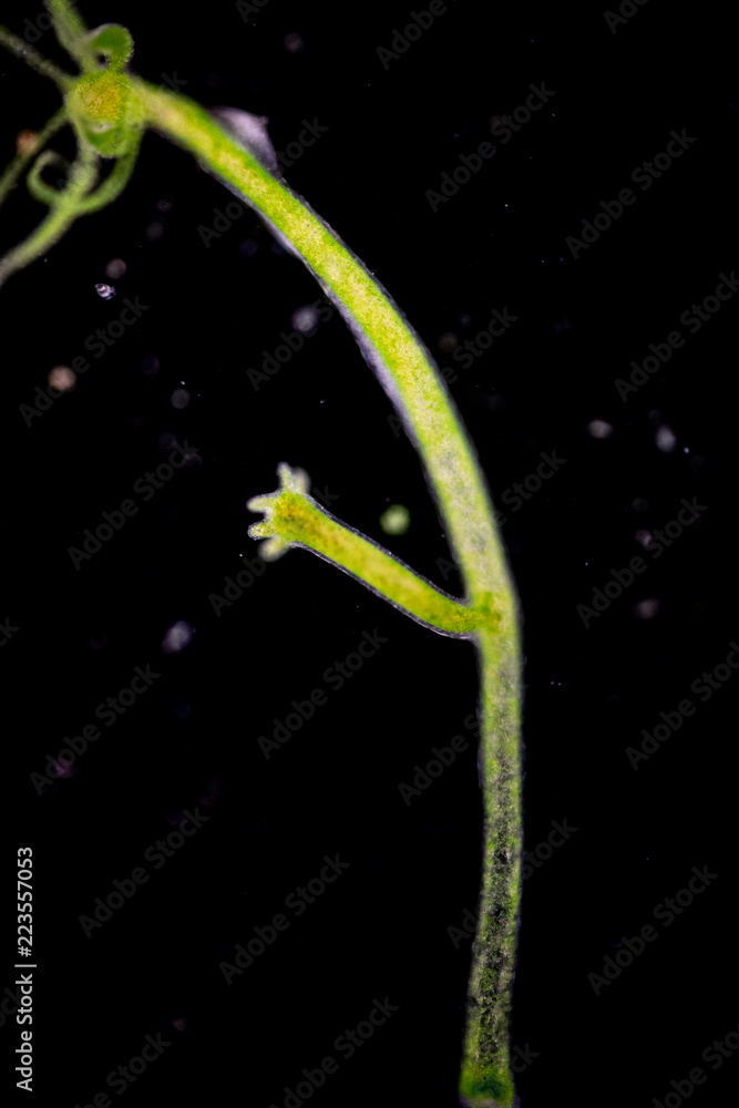 Hydra is a genus of small, fresh-water animals of the phylum Cnidaria ...