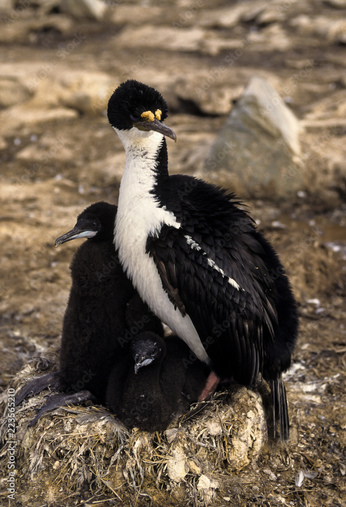 Cormoran impérial, nid, jeune, Leucocarbo atriceps, Imperial Shag Stock ...