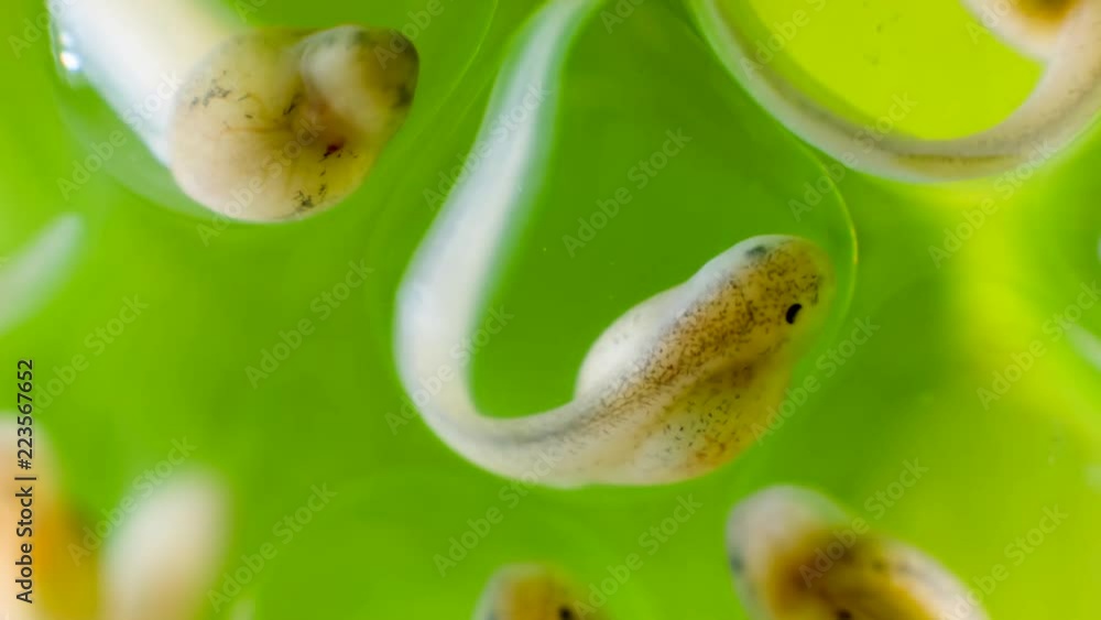 Developing tadpoles of a glass frog (Espadarana sp.) from the Cordillera del Condor in southern ...