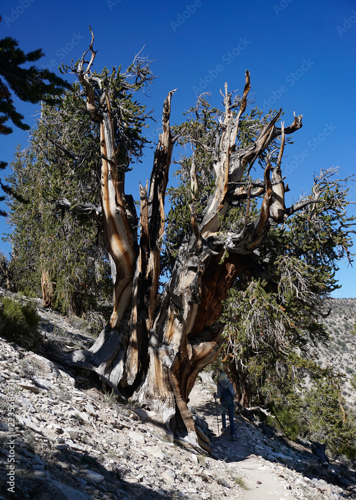 A large Great Basin Bristlecone Pine tree with multiple trunks towers ...