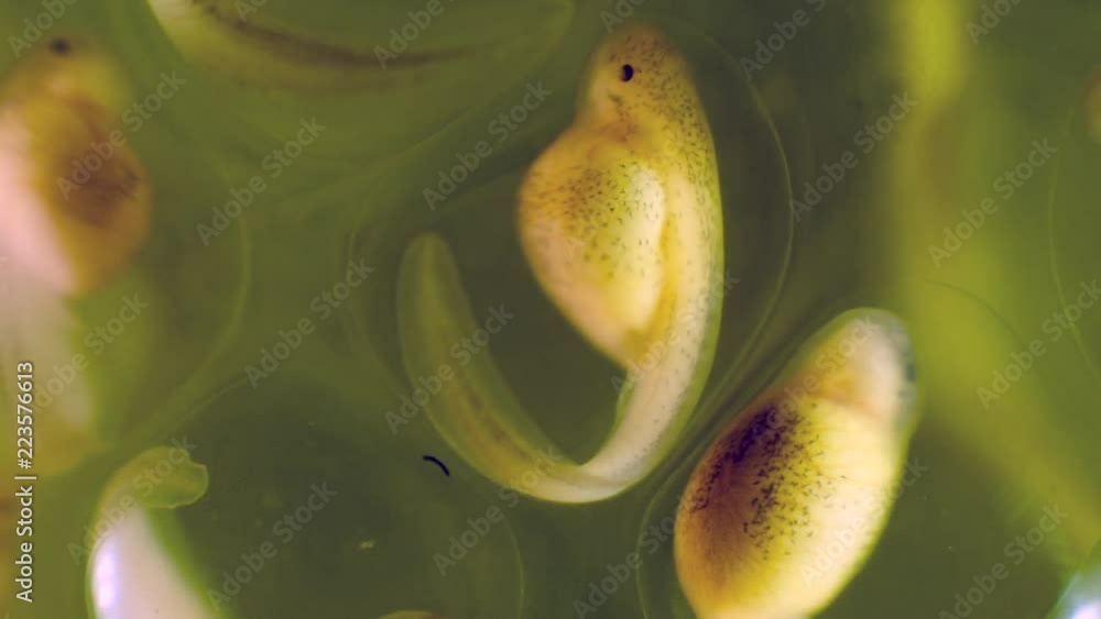 Developing tadpoles of a glass frog (Espadarana sp.) from the ...