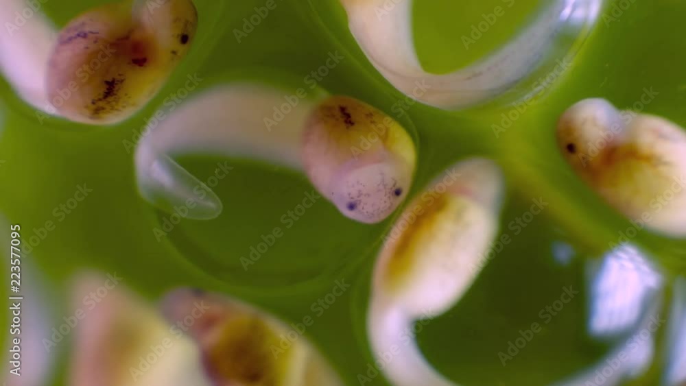 Developing tadpoles of a glass frog (Espadarana sp.) from the Cordillera del Condor in southern ...