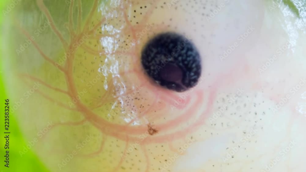 Developing embryo of Ecuadorian Monkey Frog (Phyllomedusa ecuatoriana ...