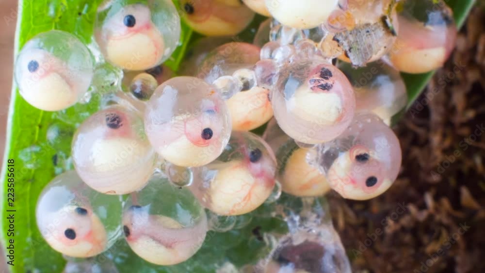 Developing embryo of Ecuadorian Monkey Frog (Phyllomedusa ecuatoriana ...