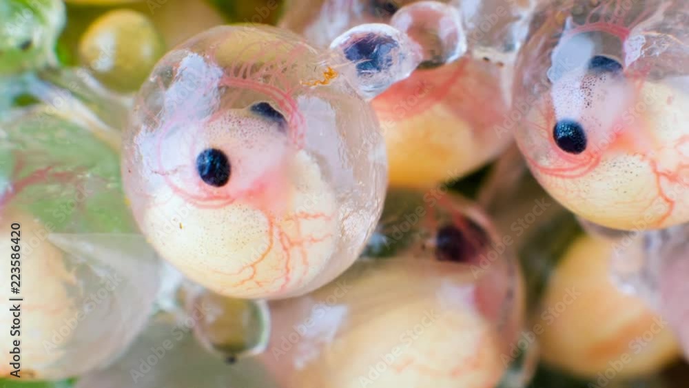 Developing embryo of Ecuadorian Monkey Frog (Phyllomedusa ecuatoriana ...