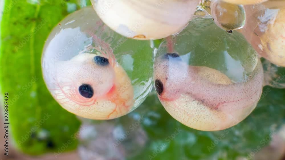 Developing embryo of Ecuadorian Monkey Frog (Phyllomedusa ecuatoriana ...