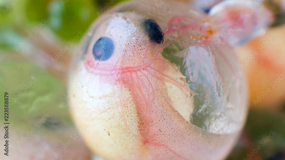 Developing embryo of Ecuadorian Monkey Frog (Phyllomedusa ecuatoriana ...