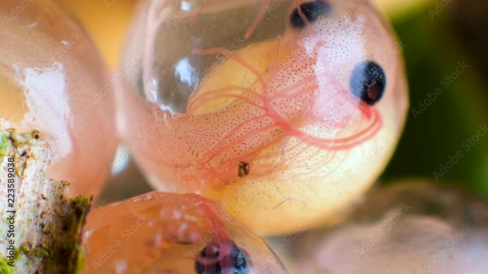 Developing embryo of Ecuadorian Monkey Frog (Phyllomedusa ecuatoriana ...