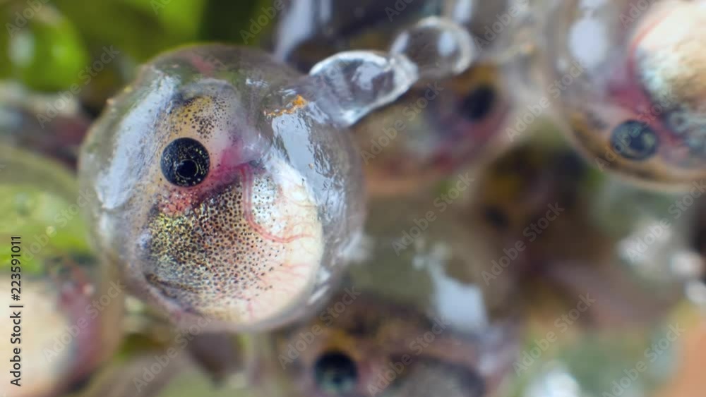 Hatching tadpole of the Ecuadorian Monkey Frog (Phyllomedusa ...
