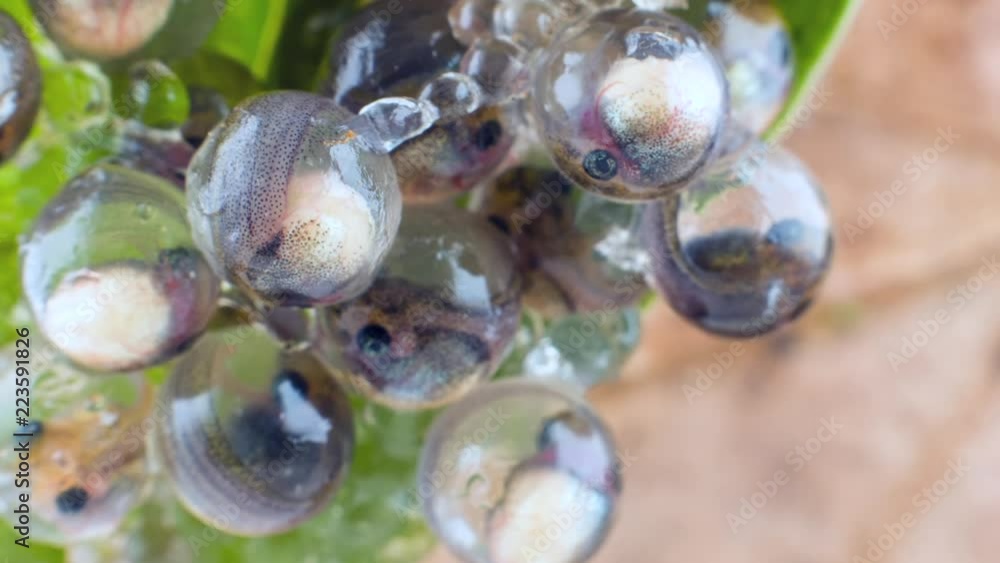Hatching tadpole of the Ecuadorian Monkey Frog (Phyllomedusa ...