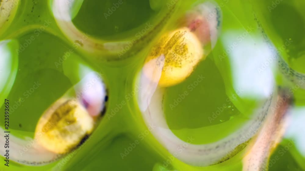 Developing tadpoles of a glass frog (Espadarana sp.) from the Cordillera del Condor in southern ...