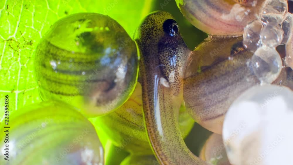 Hatching tadpole of the Ecuadorian Monkey Frog (Phyllomedusa ...