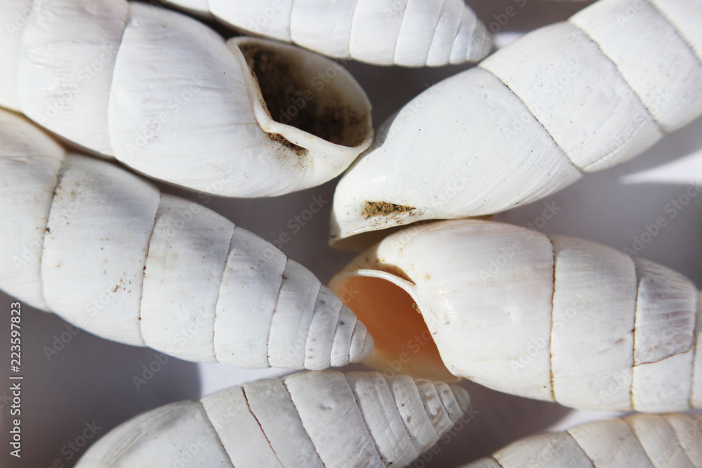 Ground terrestrial mollusk Brephulopsis cylindrica - a kind of ...