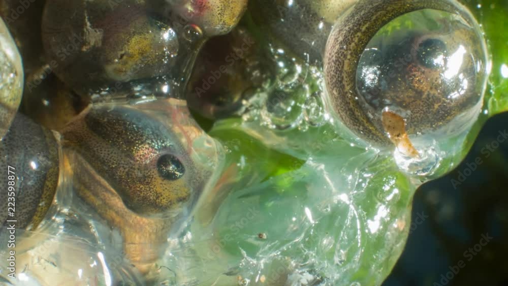 Hatching tadpole of the Ecuadorian Monkey Frog (Phyllomedusa ...