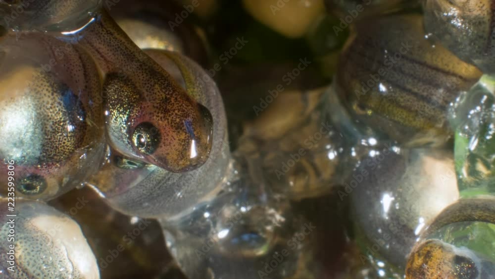 Hatching tadpole of the Ecuadorian Monkey Frog (Phyllomedusa ...