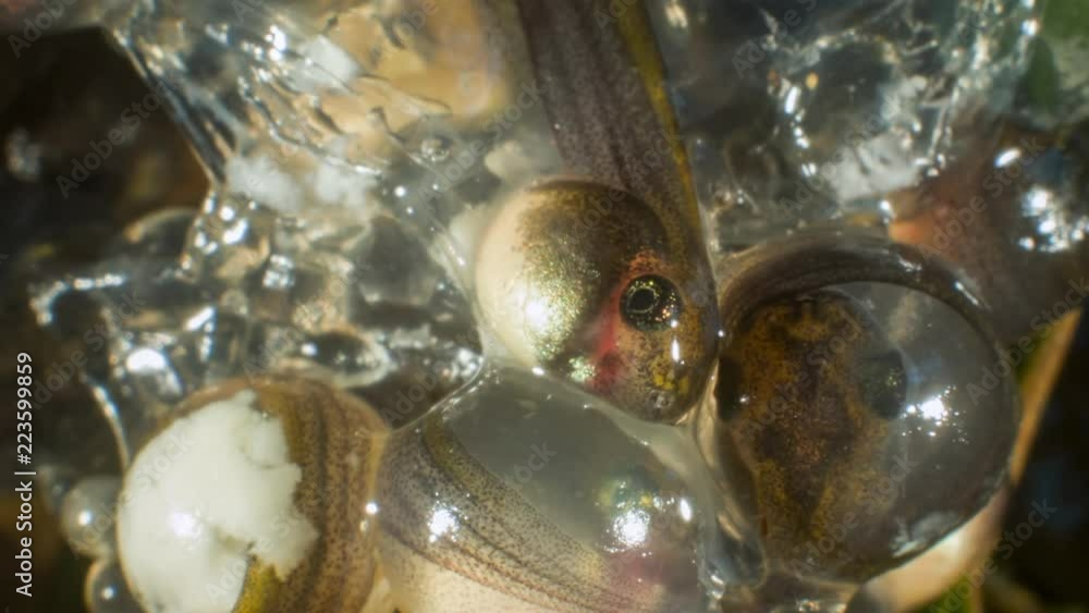 Hatching tadpole of the Ecuadorian Monkey Frog (Phyllomedusa ...