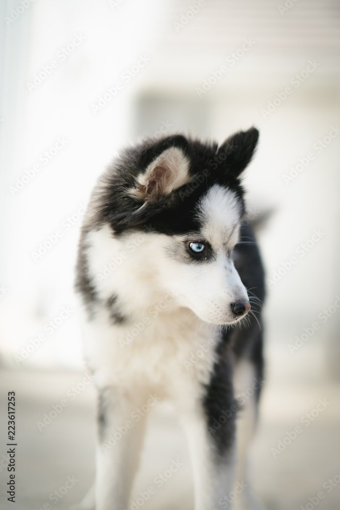 Pomsky Puppy With Blue Eyes