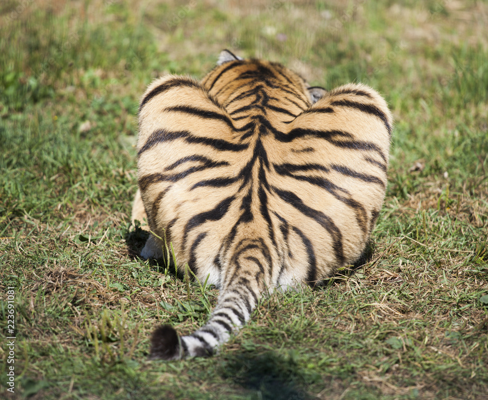 tail of a tiger, a predator's butt, a priest's heart shape Stock Photo ...