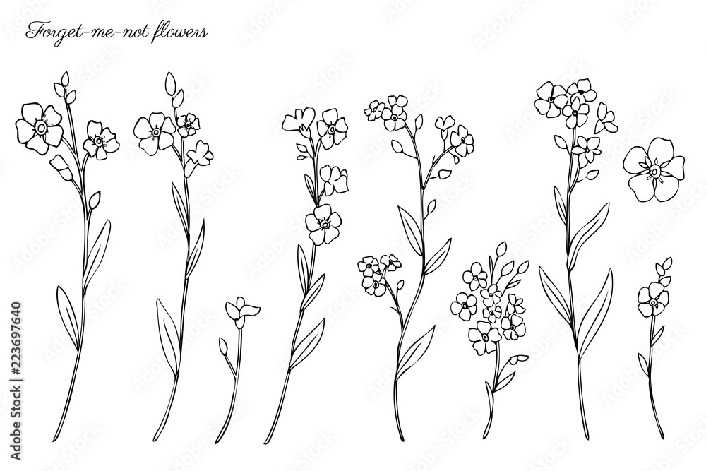 Forget-me-not flowers vector illustration isolated on white background ...