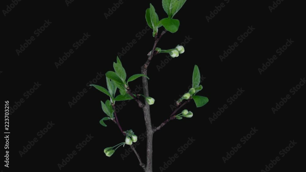 Time-lapse of blooming plum tree branch 26b1 in PNG+ format with ALPHA ...