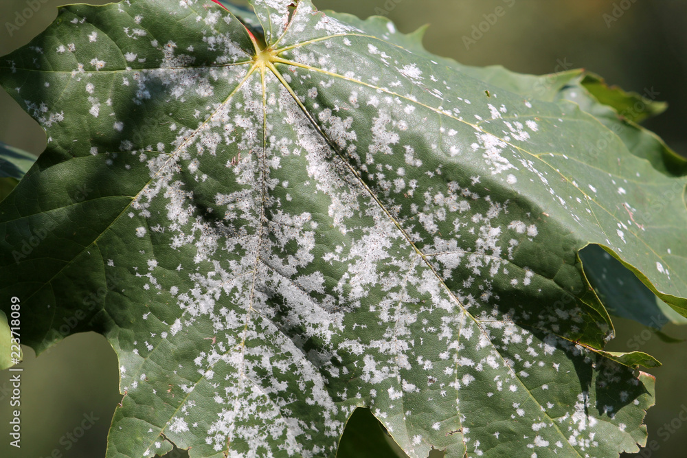 Powdery mildew on leaf of Norway Maple. Maple tree fungal disease Stock ...