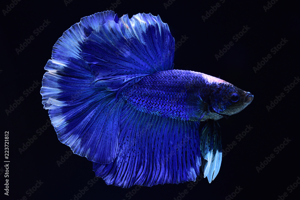 Super blue Betta Siamese fighting fish.The head is white and inserted ...
