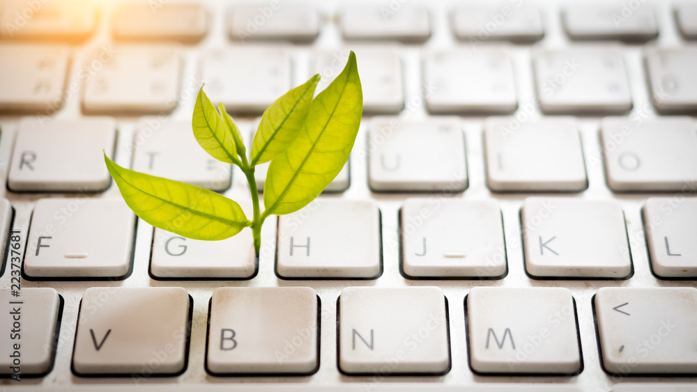 Leaves nature and keyboard.Small green plant growing from white ...