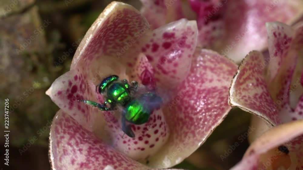 The orchid Lycomormium ecuadorense visited by its pollinator, a male ...