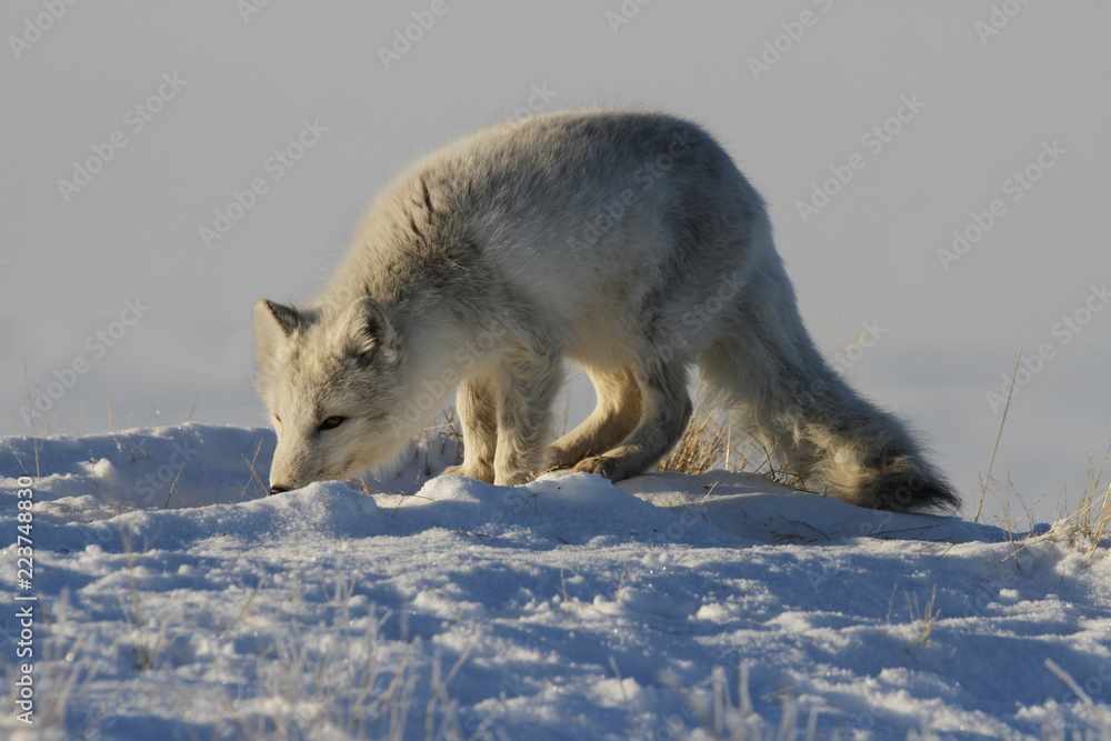 Arctic Fox Spring