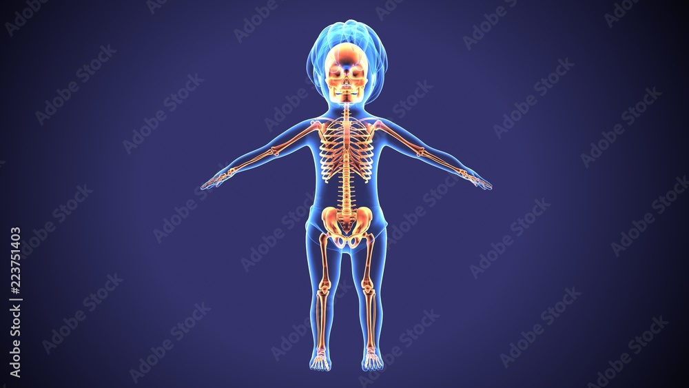 3d illustration of baby skeleton anatomy Stock Photo | Adobe Stock