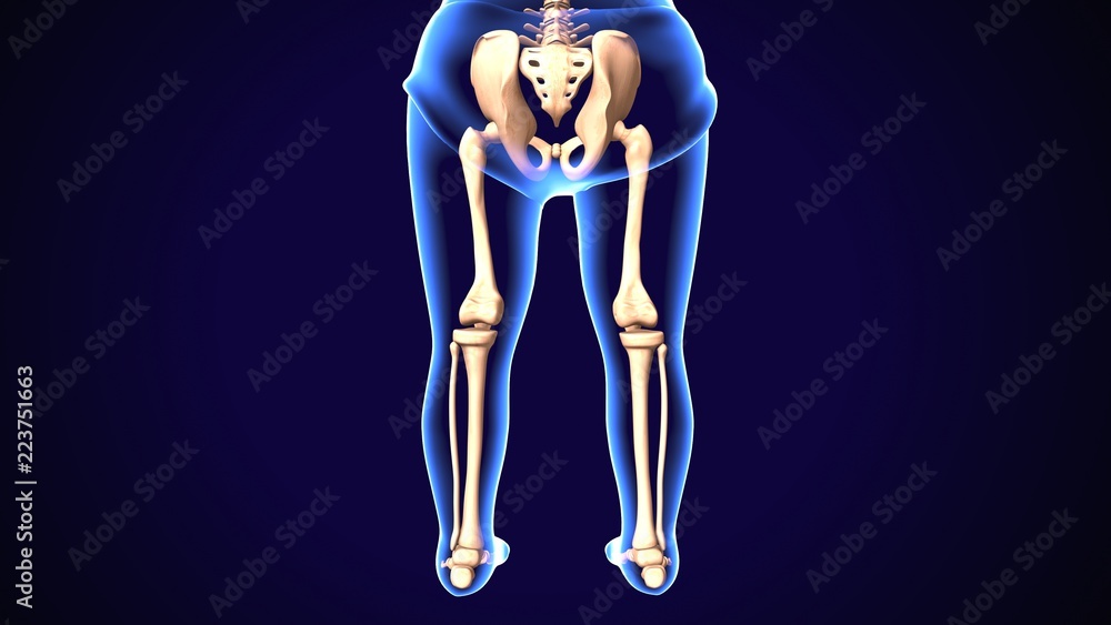 3d illustration of baby lower portion of a human skeleton anatomy Stock ...